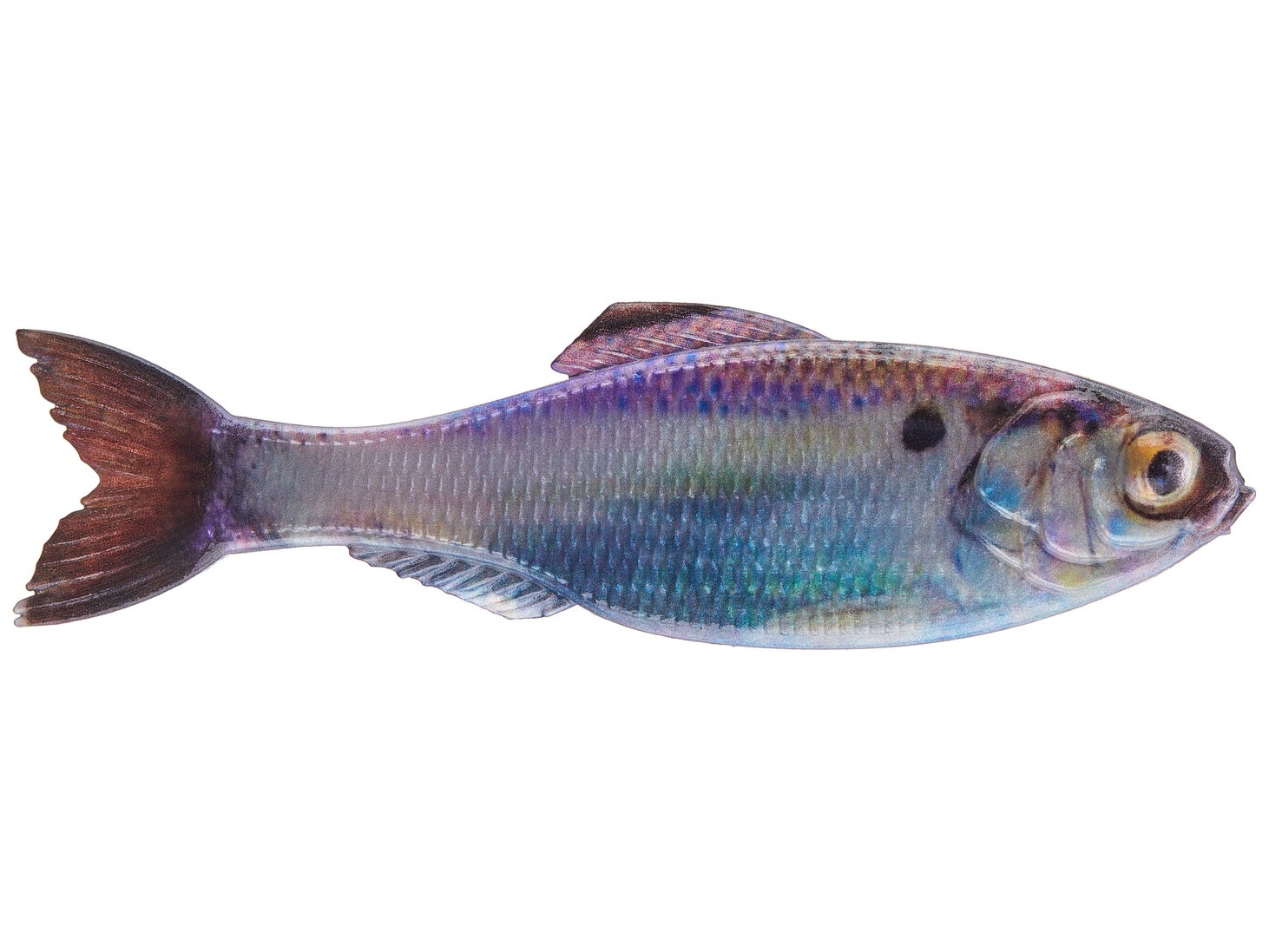 6th Sense Panorama Shad | Tackle Warehouse