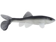 Little Creeper All American Trash Fish Swimbaits 2pk - Tackle Warehouse