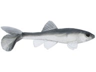 Little Creeper All American Trash Fish Swimbaits 2pk - Tackle Warehouse