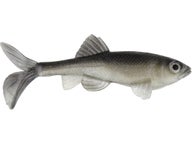 Little Creeper Fatty Trash Fish Swimbaits - Tackle Warehouse