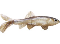 Little Creeper All American Trash Fish Swimbaits 2pk | Tackle Warehouse