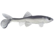 Little Creeper All American Trash Fish Swimbaits 2pk | Tackle Warehouse