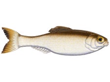 6th Sense Panorama Shad | Tackle Warehouse