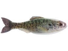 6th Sense Panorama Shad | Tackle Warehouse