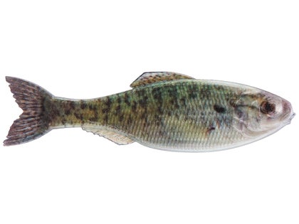 6th Sense Panorama Shad | Tackle Warehouse