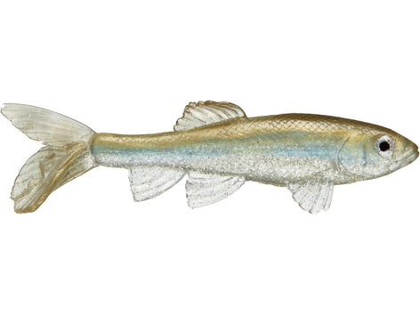 Little Creeper All American Trash Fish Swimbaits 2pk | Tackle Warehouse