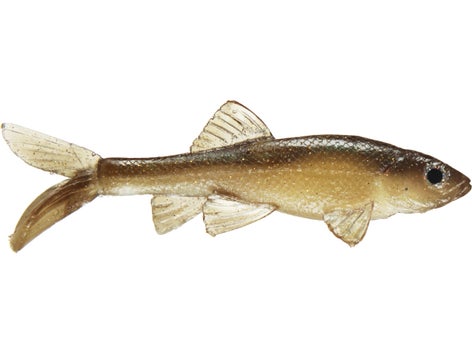 Little Creeper All American Trash Fish Swimbaits 2pk | Tackle Warehouse