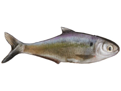 True Bass Texas Shad Line Through Swimbait 6" | Tackle Warehouse