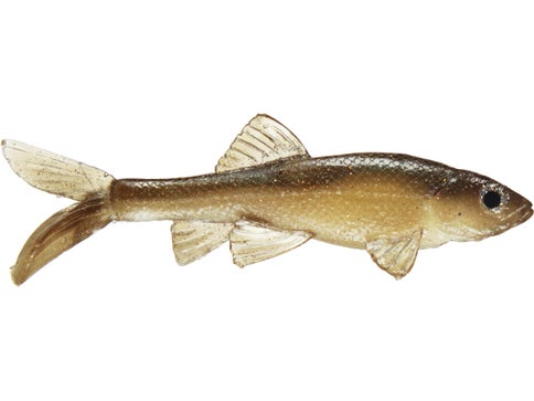 Little Creeper All American Trash Fish Swimbaits 2pk | Tackle Warehouse