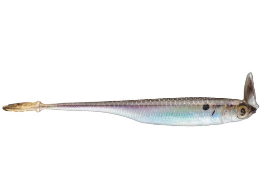 6th Sense Panorama Shad - Tackle Warehouse