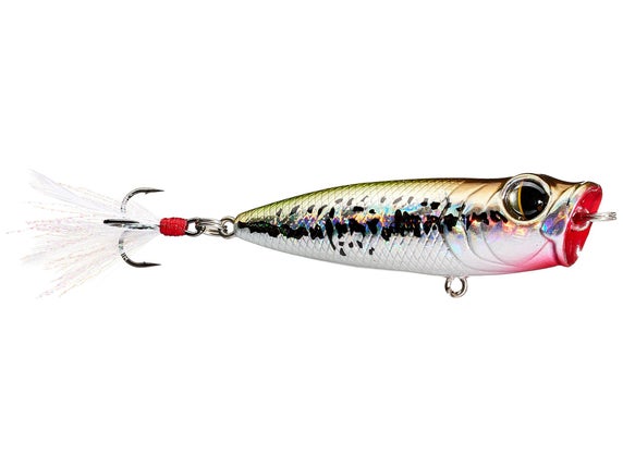 Owner - Tackle Warehouse