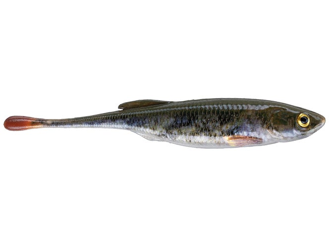 Berkley Gulp Alive Minnow | Tackle Warehouse
