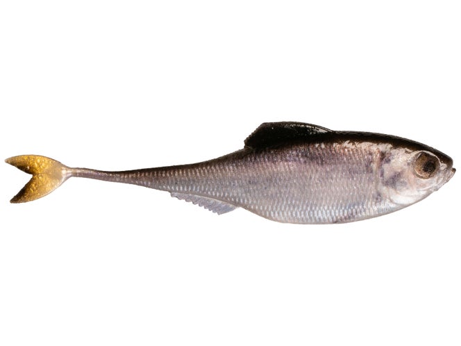 6th Sense Saltwater Shindo Shad - Tackle Warehouse