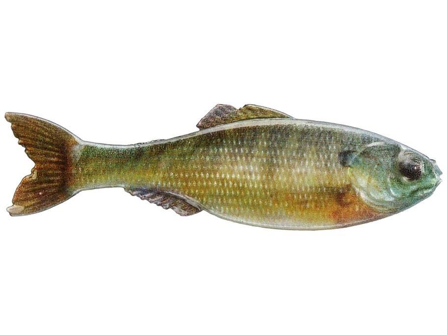 6th Sense Panorama Shad - Tackle Warehouse