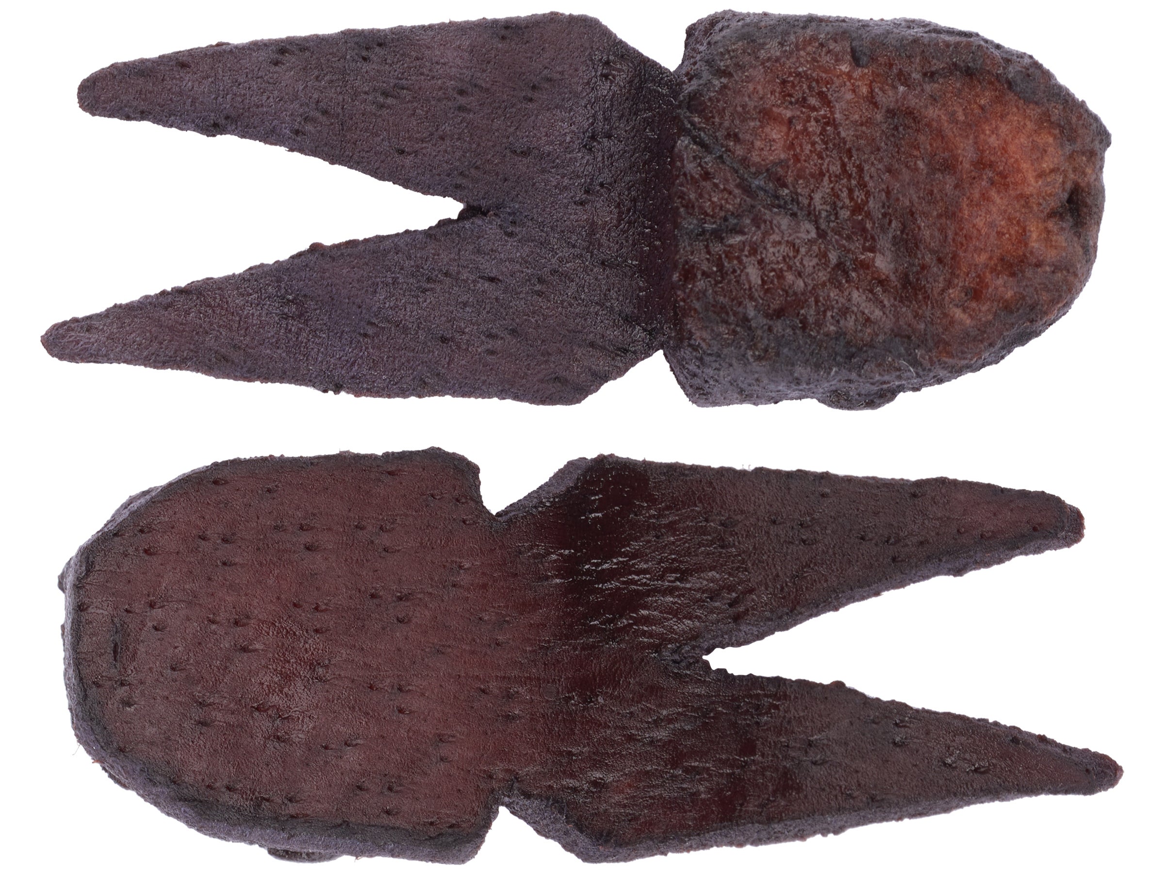 Uncle Josh Pork Frog - Tackle Warehouse