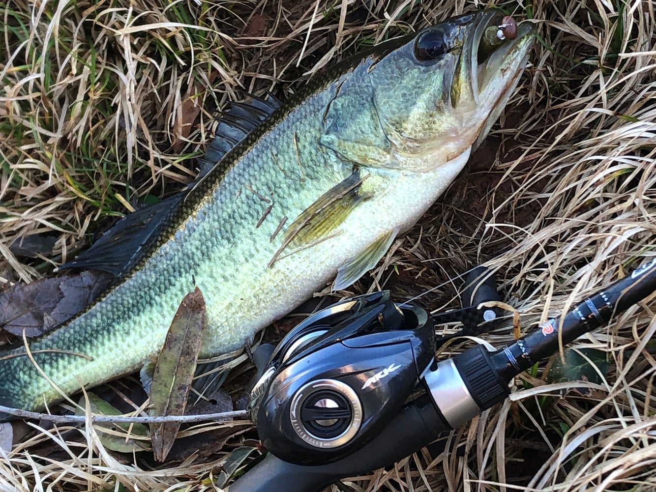 Ark Gravity BFS Reel Review