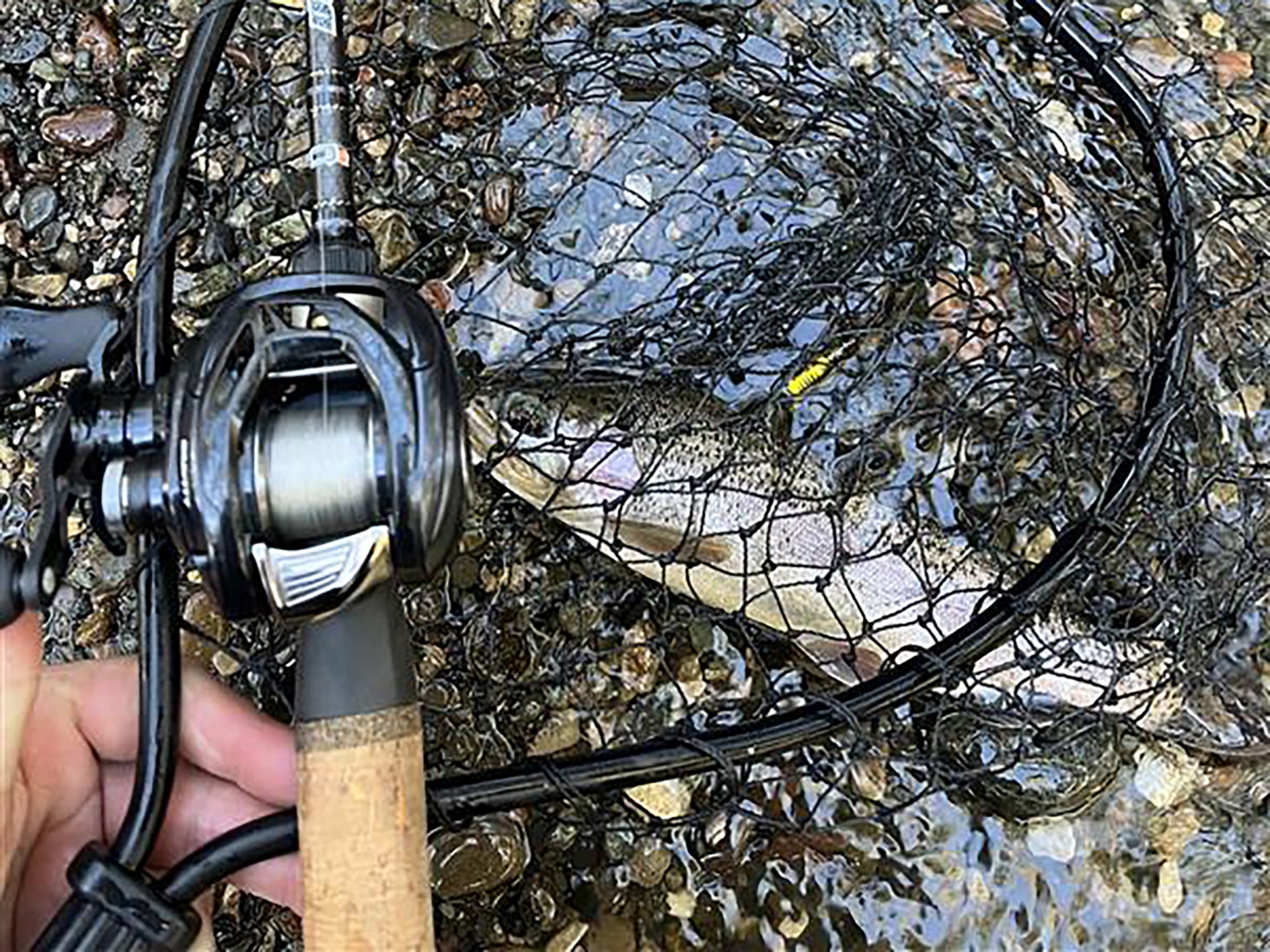 Ark Gravity BFS Reel Review